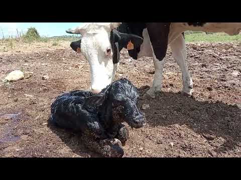 vacas recién paridas que bonita - YouTube