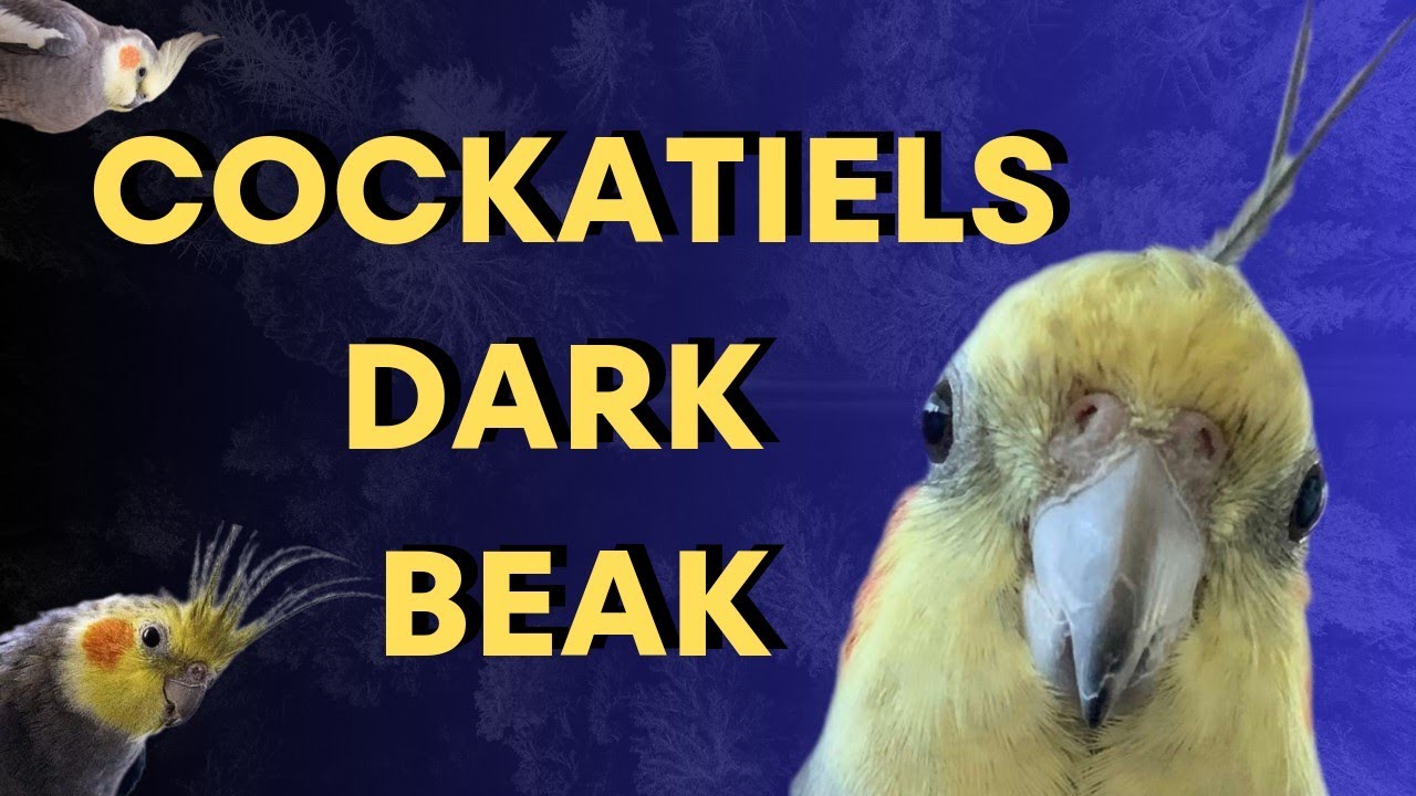 Why Does your Cockatiel's Beak Get Darker Over Time? - YouTube