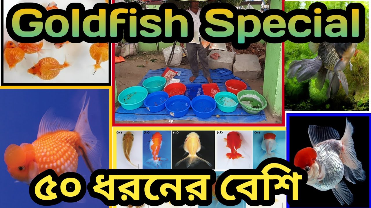 40+ Goldfish collection/blackgold/lichugold/orenda/Redcap goldfish ...