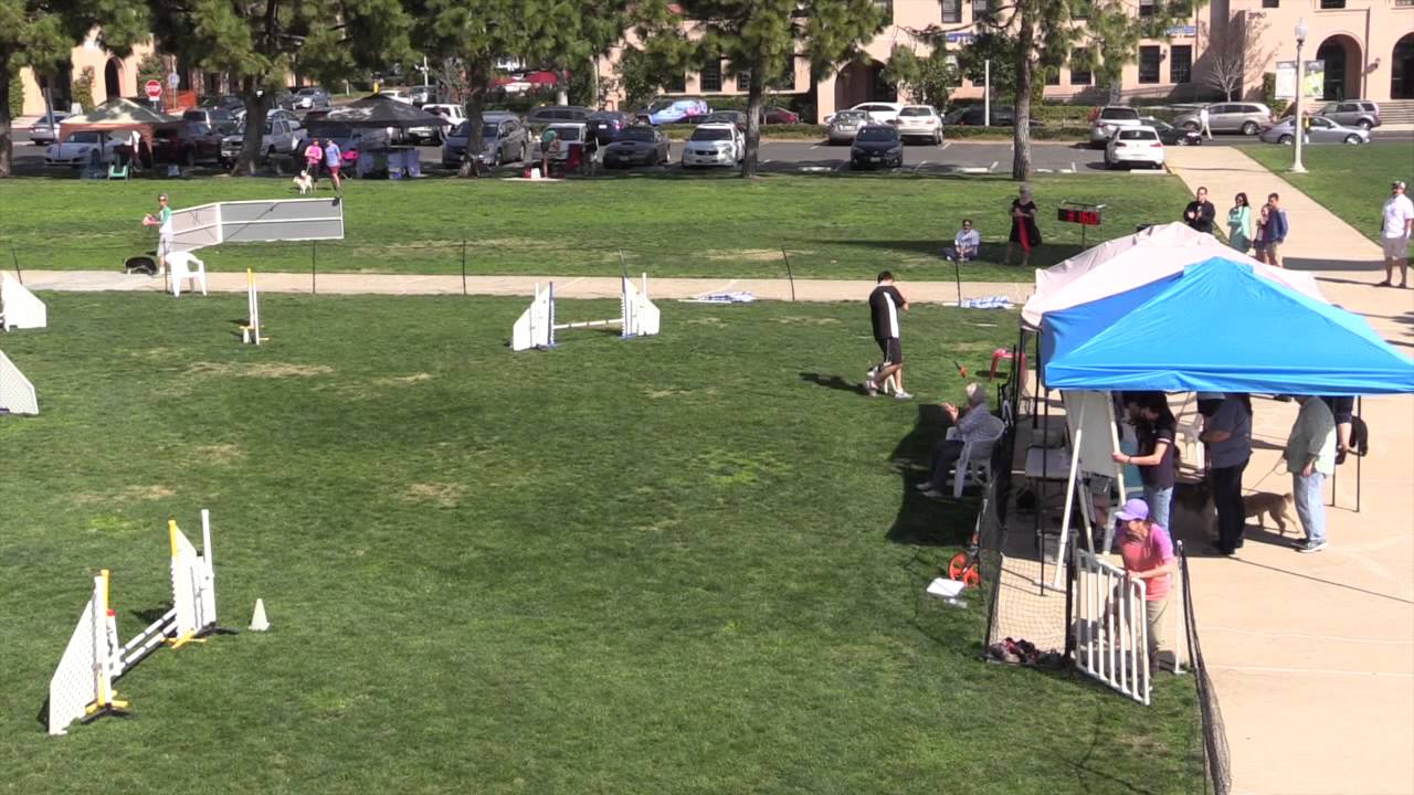 Meg Wire Fox Terrier Master Agility. Judge John Willmore February 13-14 ...