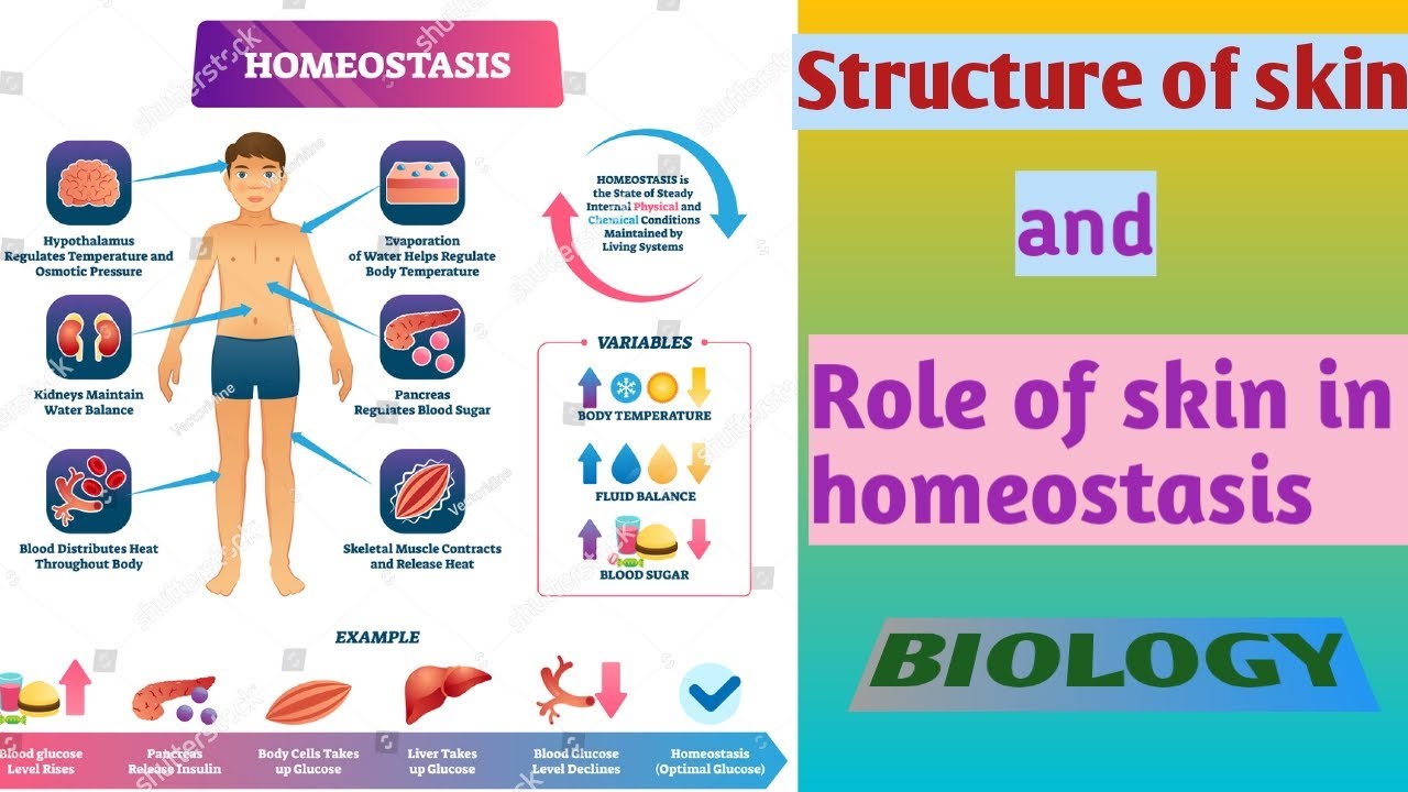 homeostatic organ in human and structure and function of skin 10th ...