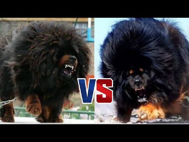 Angry Tibetan Mastiff Dog