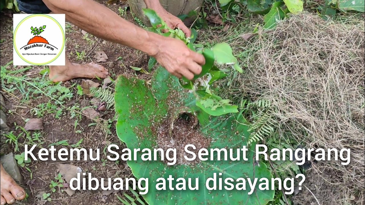 ketemu Sarang Semut Rangrang di buang atau disayang ? - YouTube