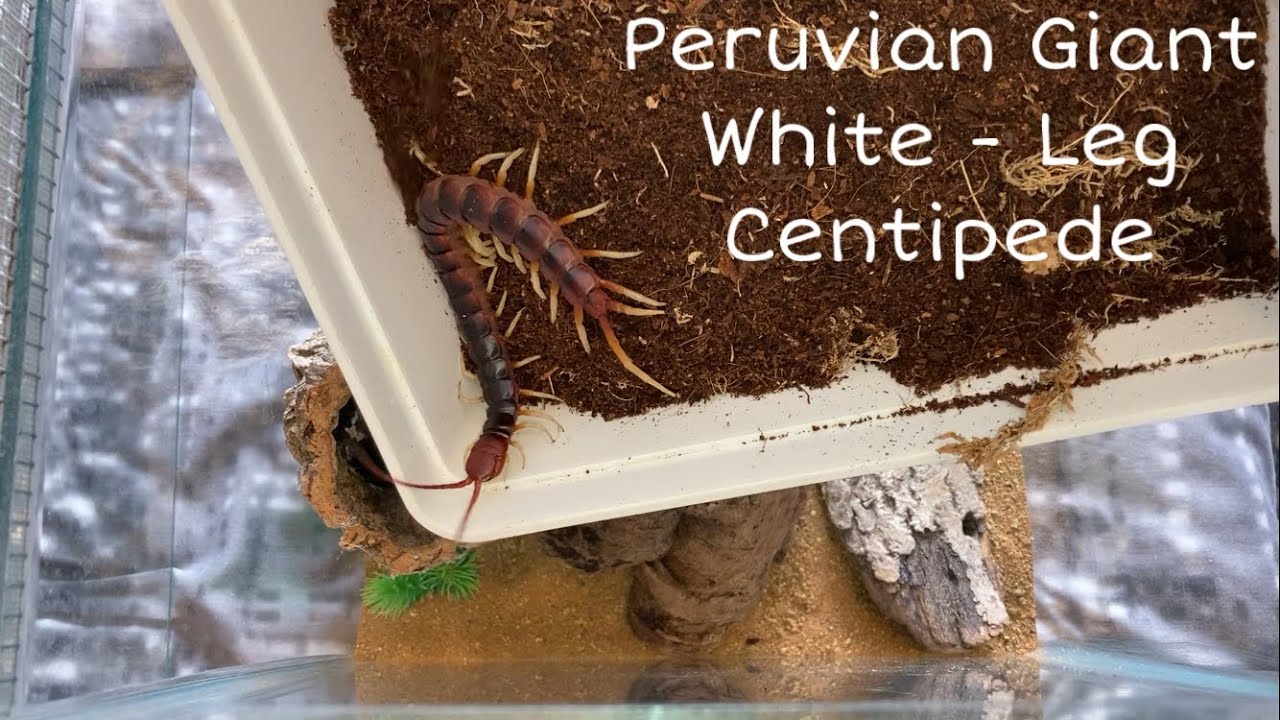Scolopendra Polymorpha Enclosure