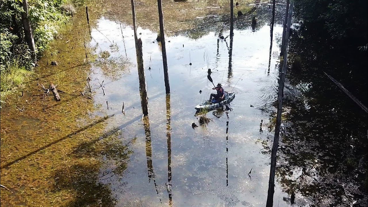 Kayak fishing in caiman infested Swamp - Suriname jungle fishing - YouTube