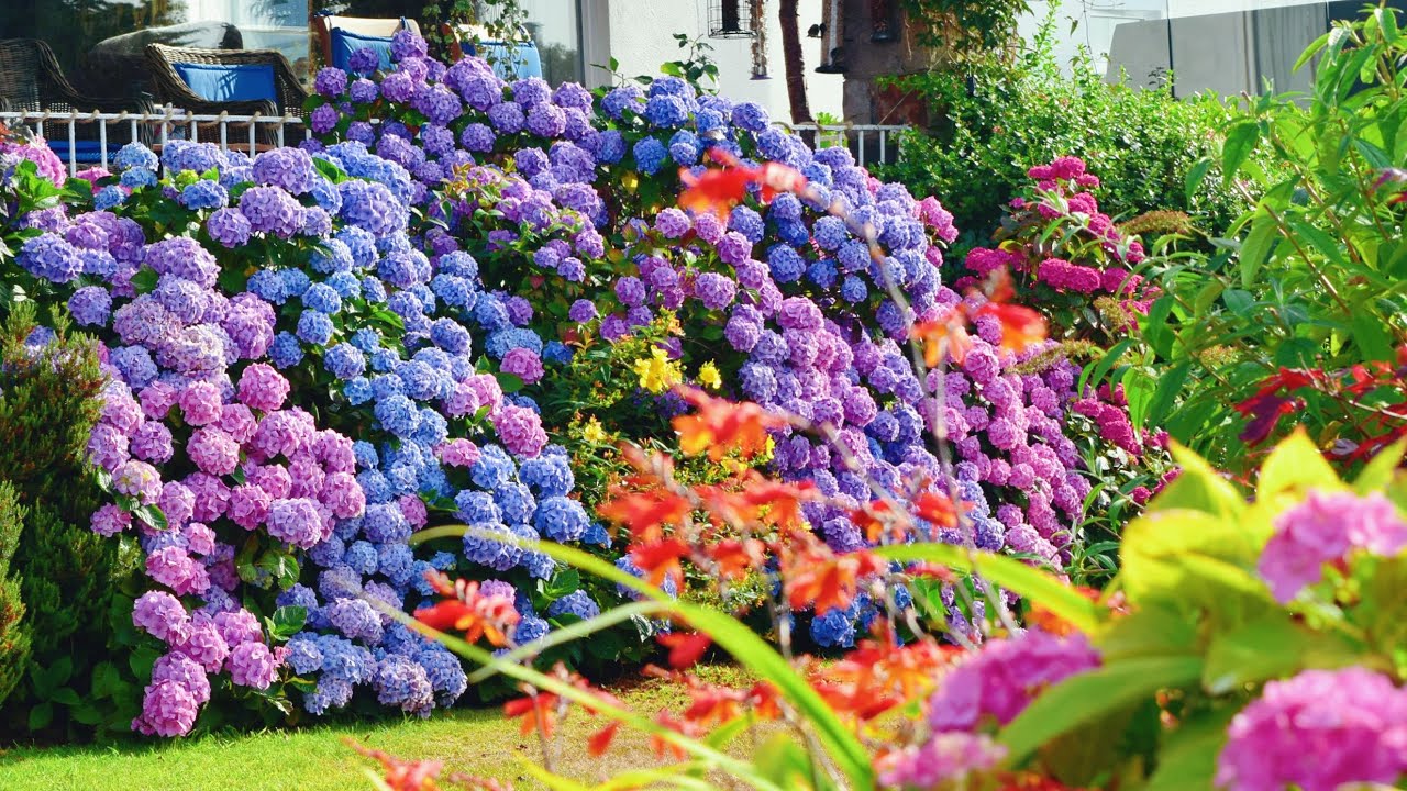 Hydrangeas in English private gardens 英国私人花园里的绣球花 - YouTube
