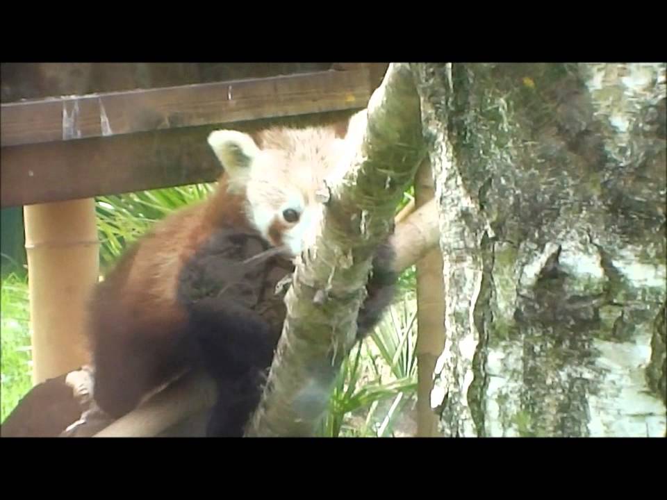 Cute Red Panda Waking Up - YouTube