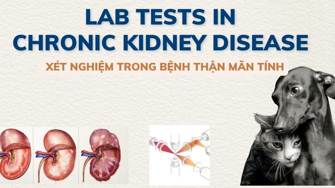 Lab tests in Chronic Kidney Disease -Các xét nghiệm trong bệnh thận mãn ...