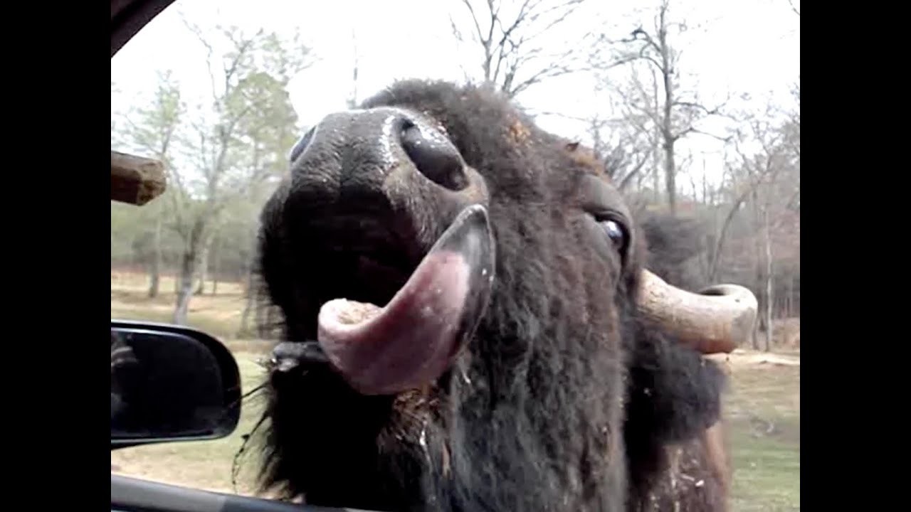 Big Buffalo: Up Close And Personal - YouTube