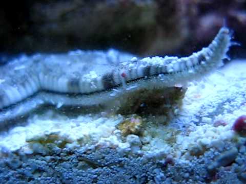 Sand sifting starfish (Archaster typicus) - YouTube