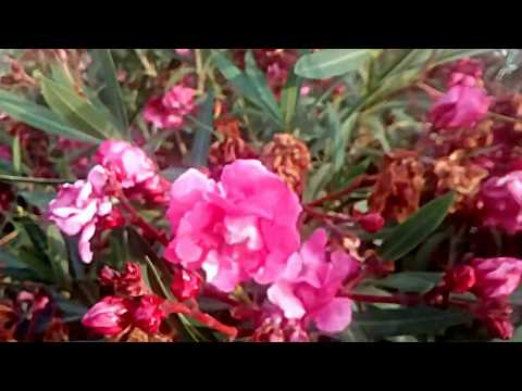 Laurel de flor la Adelfa