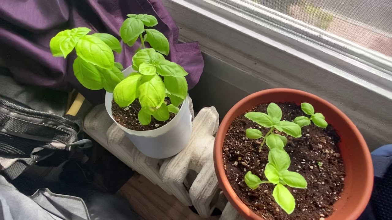Tri-Leaf Basil Plant (3 Leaves) - YouTube