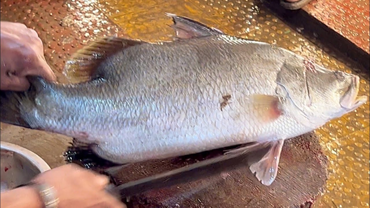 Big Bhetki Fish Cutting By Expert Fish Cutter | Amazing Fish Cutting ...