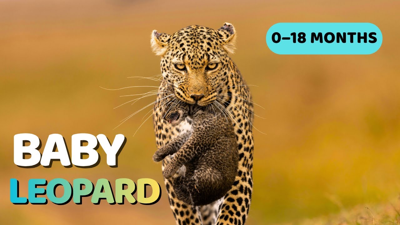 How Baby Leopards Grow — From Newborn Cub to Silent Hunter - YouTube