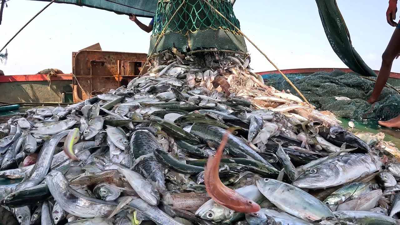 Catching Giant Trevally, Blacktip Trevally & Cobia Fish in the Deep Sea ...