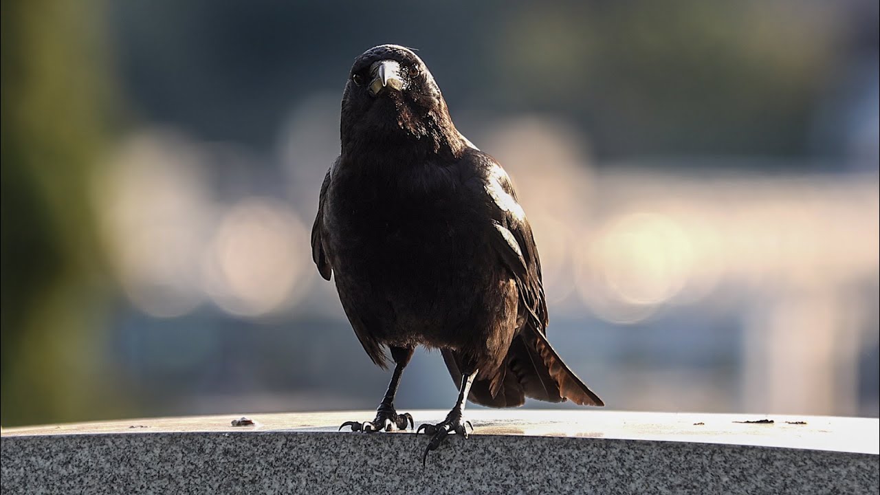 I Could Watch Crow Focus All Day - YouTube