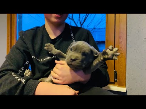 JUNİOR NARKOZ’U SEVMEYE DOYAMADIM , AZ SİNİRLİ DEĞİL :))