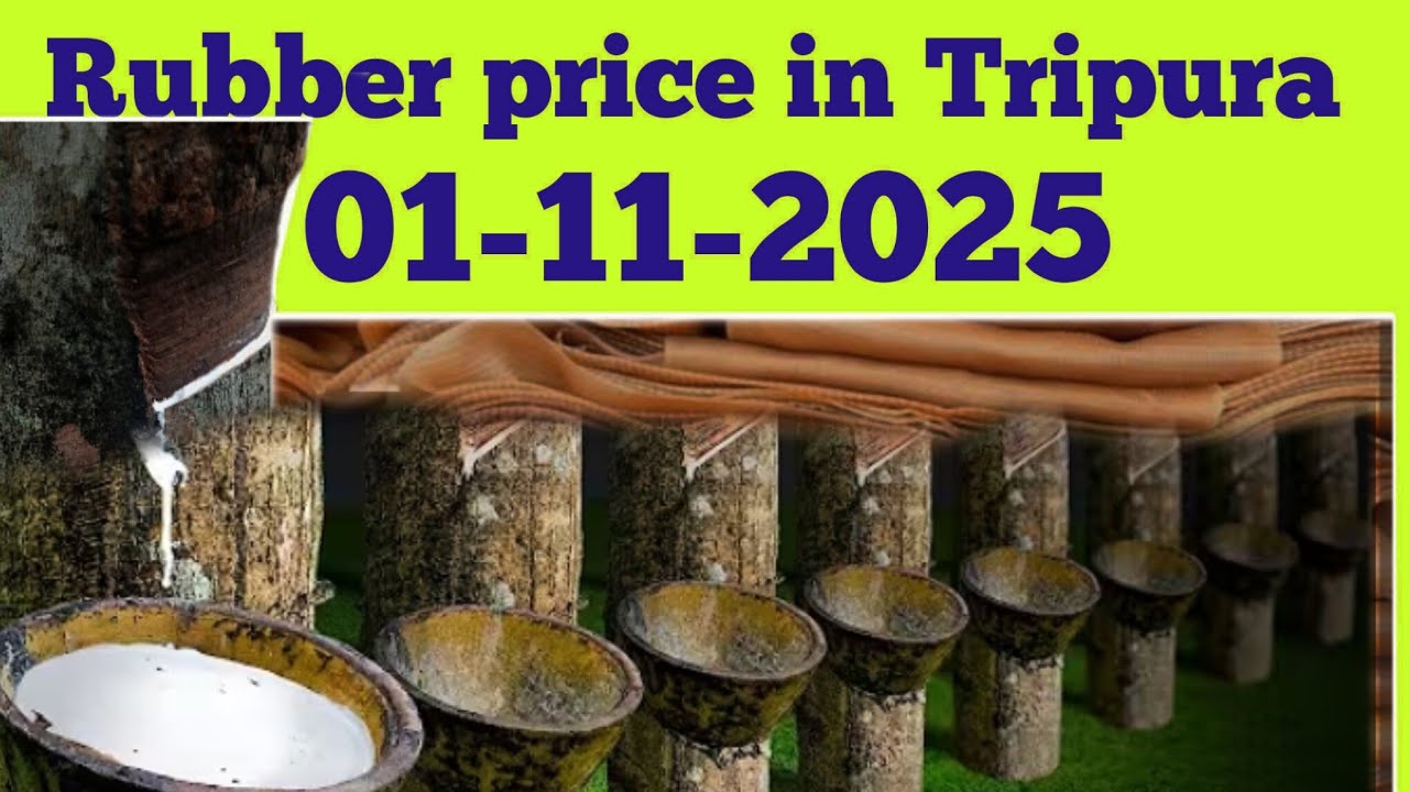 Today Rubber Price in Tripura update Agartala Tripura 01/11/2025 ...