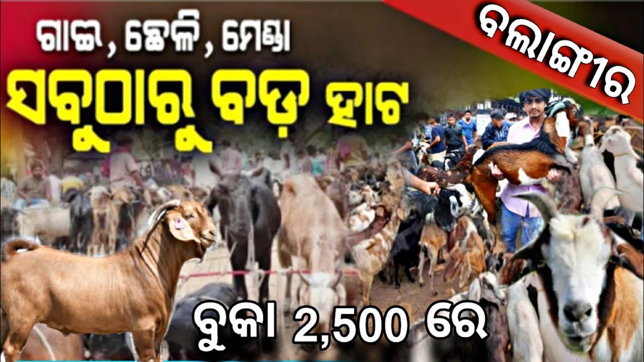 Balangir raibar bazar | ଛେଳି,ବୁକା, ମେଲ୍ଛା,ମେଣ୍ଢା,ପେଠି ଓଡିଶା ର ବଡ଼ ବଜାର ...