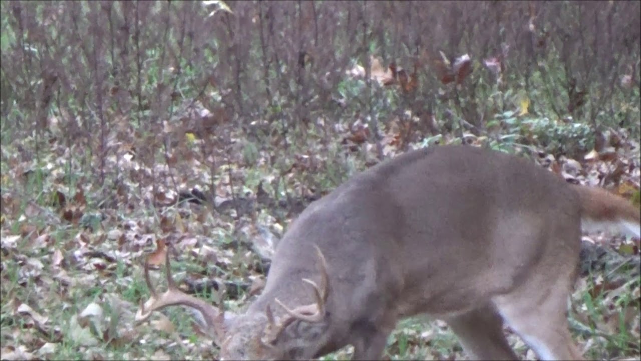 Decoying a deer, I let this one walk - YouTube