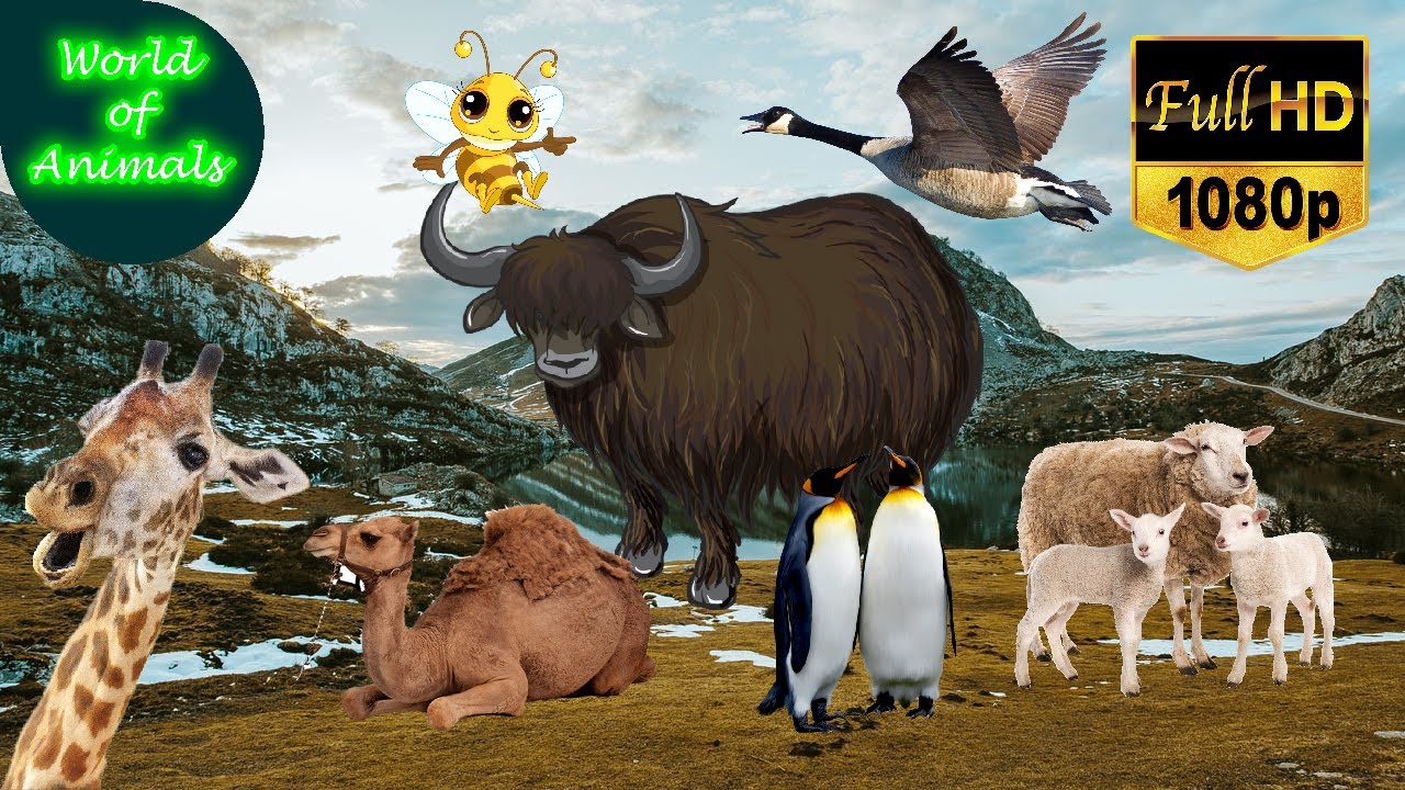 the life of wild animals - zebras, giraffes, pelicans, meerkats ...