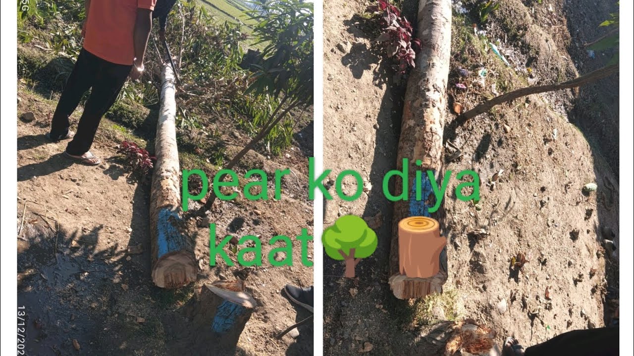 2 🌲tree ko bachane ke liye liptis 🌳ko kata 🪵🪵#viralvideo #minivlog # ...