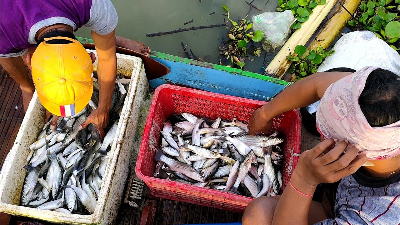 Nelayan Pencari ikan (GERE) dapat ikan bandeng karena tambak banyan ...