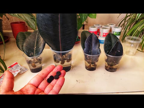 Фикус гулини сувда кўпайтириш. Тез илдиз чиқиши учун сувига нима солиш керак?