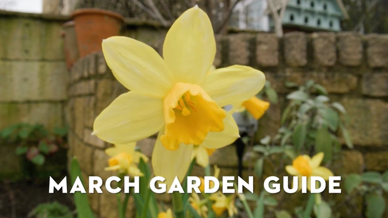 STIHL March Garden Guide with Jane Moore | March Gardening Jobs | Pruning Roses | STIHL GB - YouTube