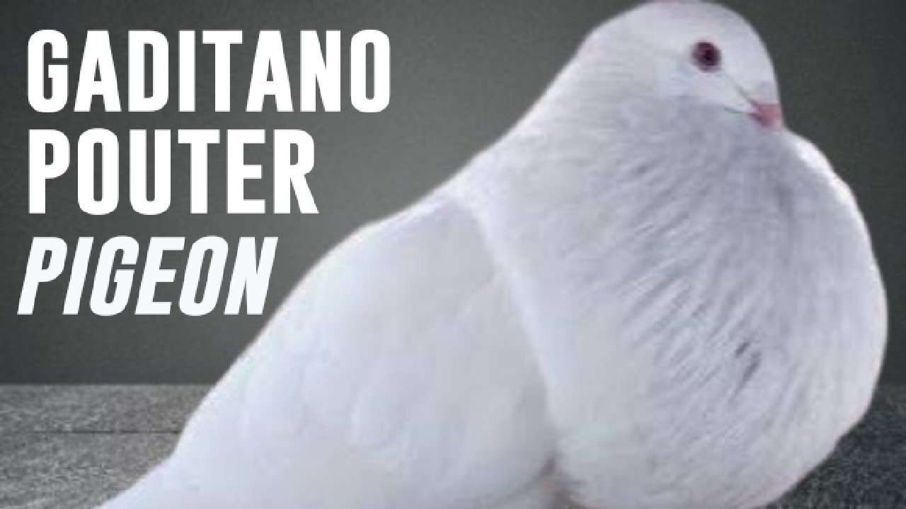 Gaditano Pouter pigeon - YouTube