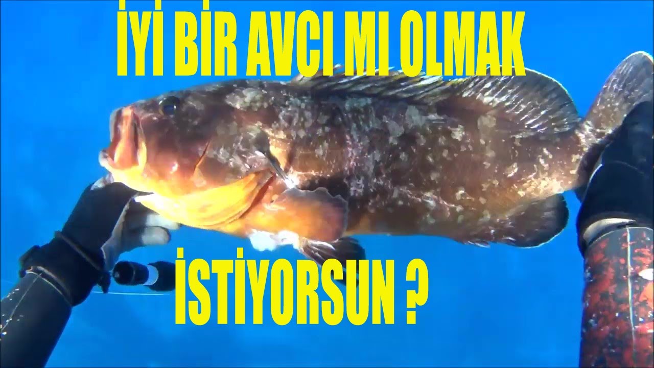 ZIPKINLA BALIK AVI TEKNİKLERİ EYLÜL KIBRIS ORFOZ GRİDA ÇÜTRE (DOMUZ ...