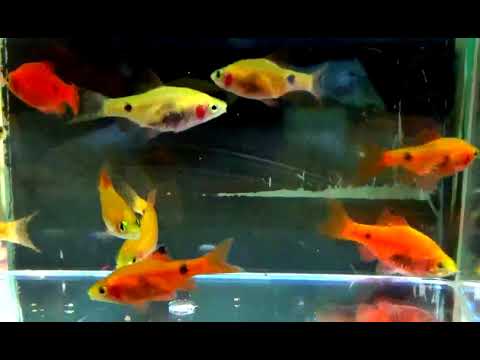 red glass barbs - YouTube