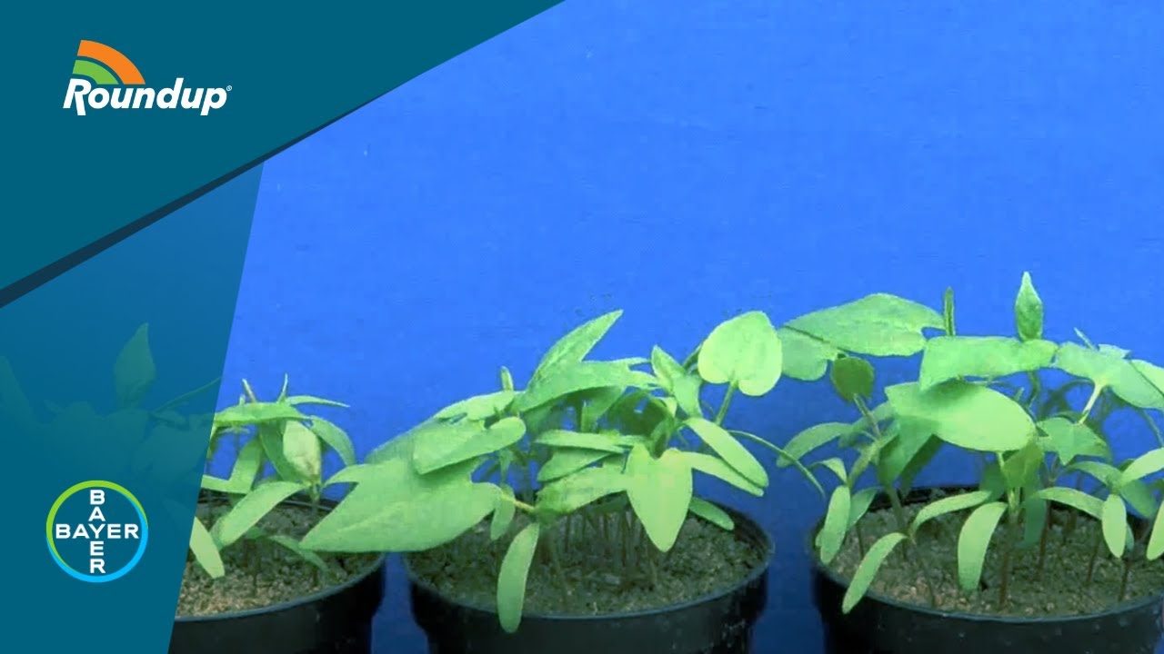 Herbicides: Putting Roundup Transorb® HC to the Test Against Wild ...