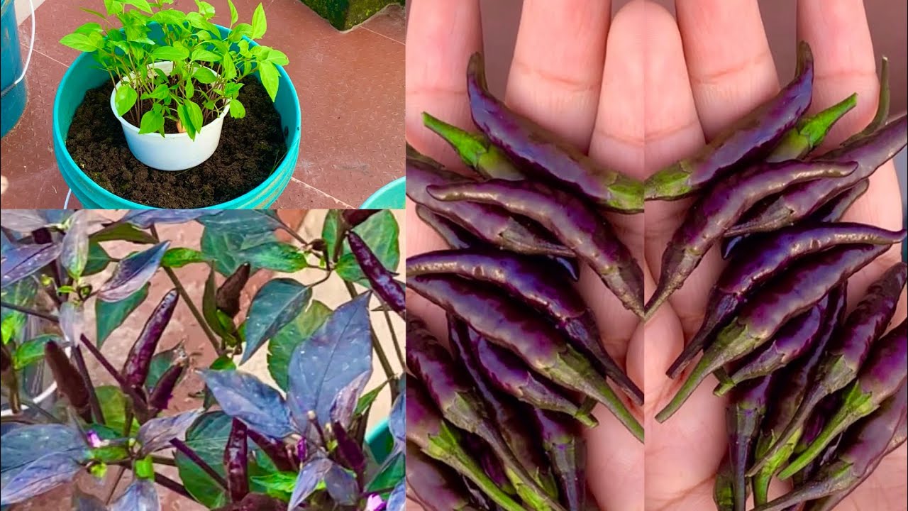 How To Grow And Care Black Chilli Plants At Home - YouTube