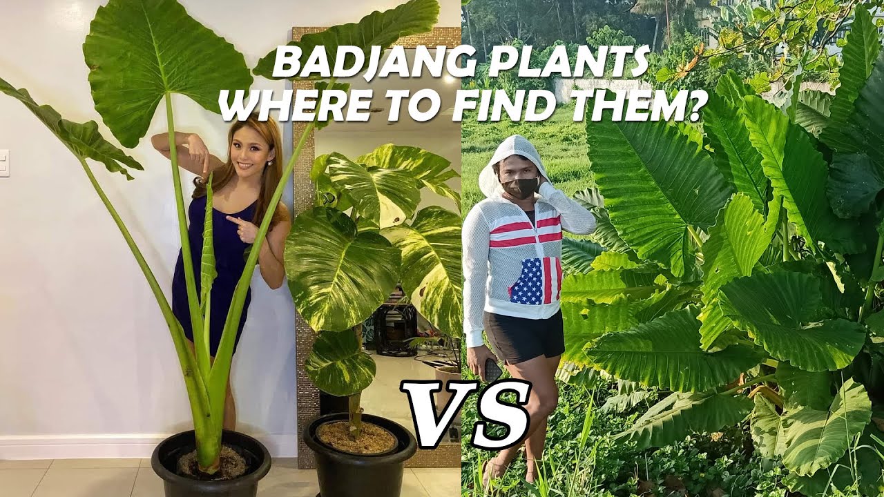 Badjang Plants where to find them? - YouTube