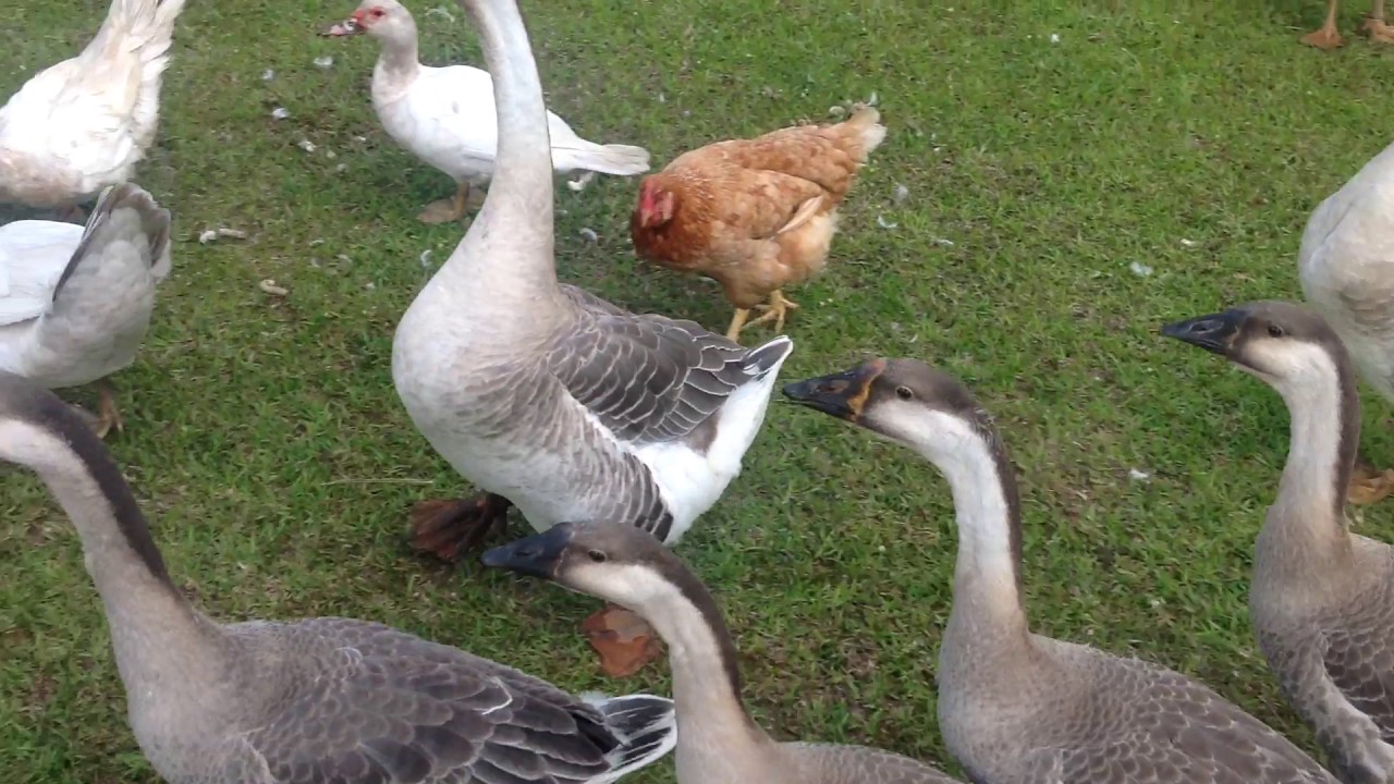 Noisy Geese, Ducks, and Chickens - YouTube