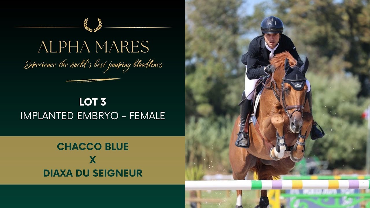 Alpha Mares Auction - Lot 3 : Chacco Blue X Diaxa du Seigneur - YouTube