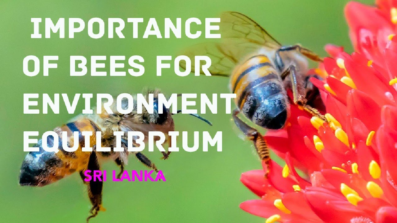 Importance of bees for environment equilibrium - YouTube