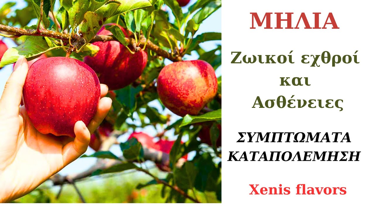 ΜΗΛΙΑ-ΑΧΛΑΔΙΑ-ΚΥΔΩΝΙΑ! ΑΣΘΕΝΕΙΕΣ Κ ΕΧΘΡΟΙ!ΣΥΜΠΤΩΜΑΤΑ-ΚΑΤΑΠΟΛΕΜΗΣΗ ...