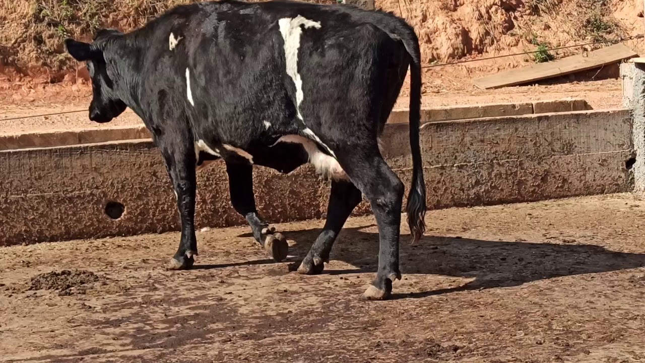 LOTE 011 1 VACA - YouTube