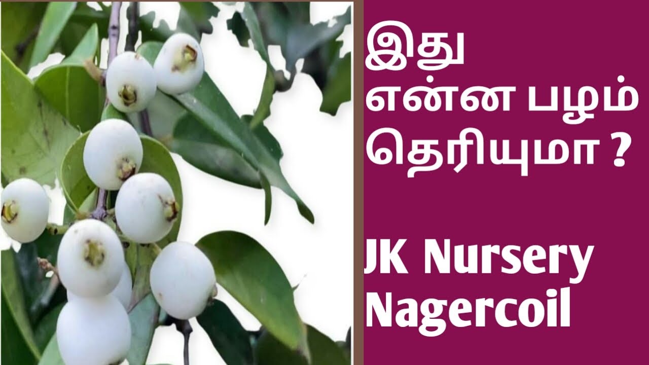 இது என்ன பழம் தெரியுமா | Poochapazham | Cat Eye fruit | பூனை கண் பழம் ...