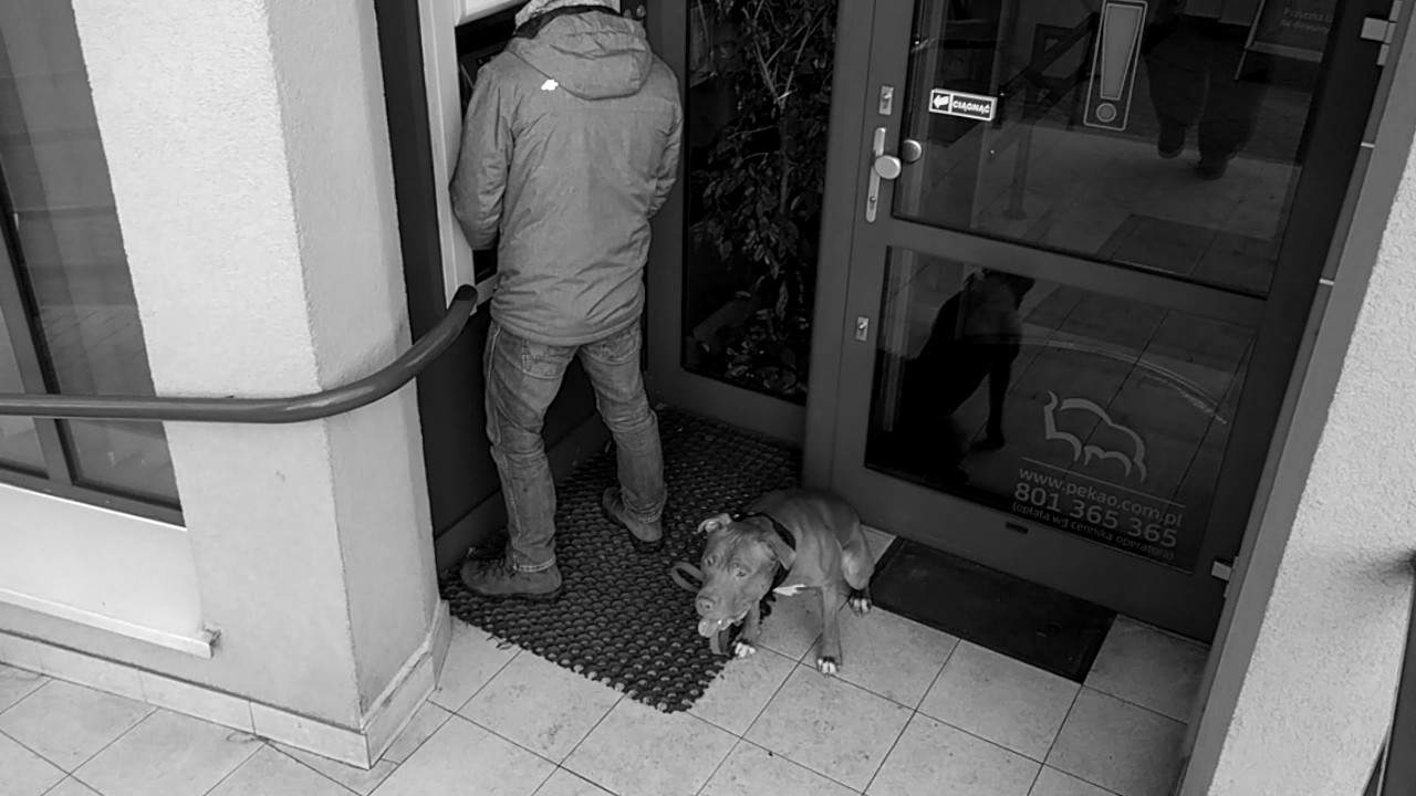 Pitbull guard, protection training dog training - YouTube