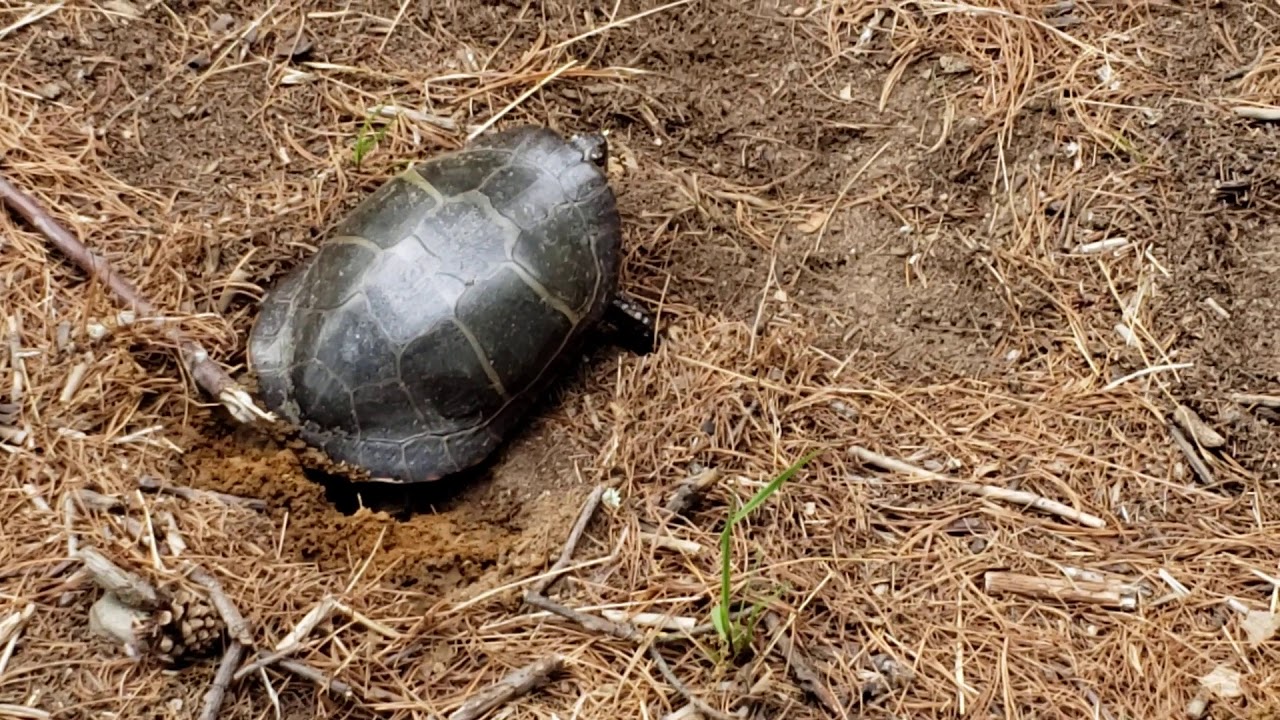 Turtle digging hole in which to lay eggs - part 1 - YouTube