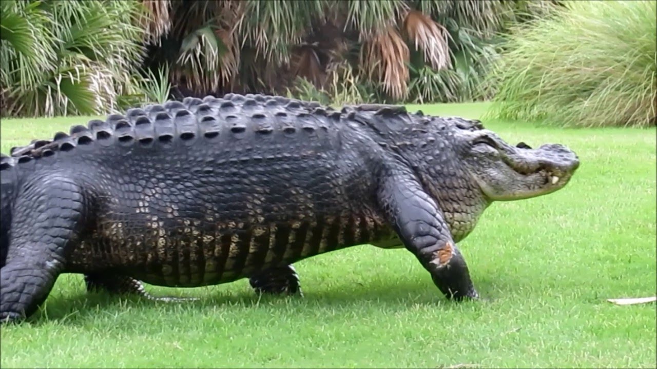 Sherman the Tank || ViralHog - YouTube