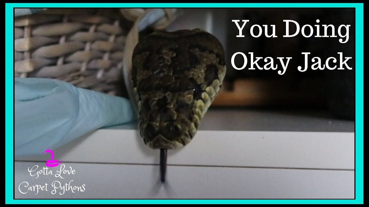 Checking On Jack's Lump (Coastal Carpet Python) - YouTube