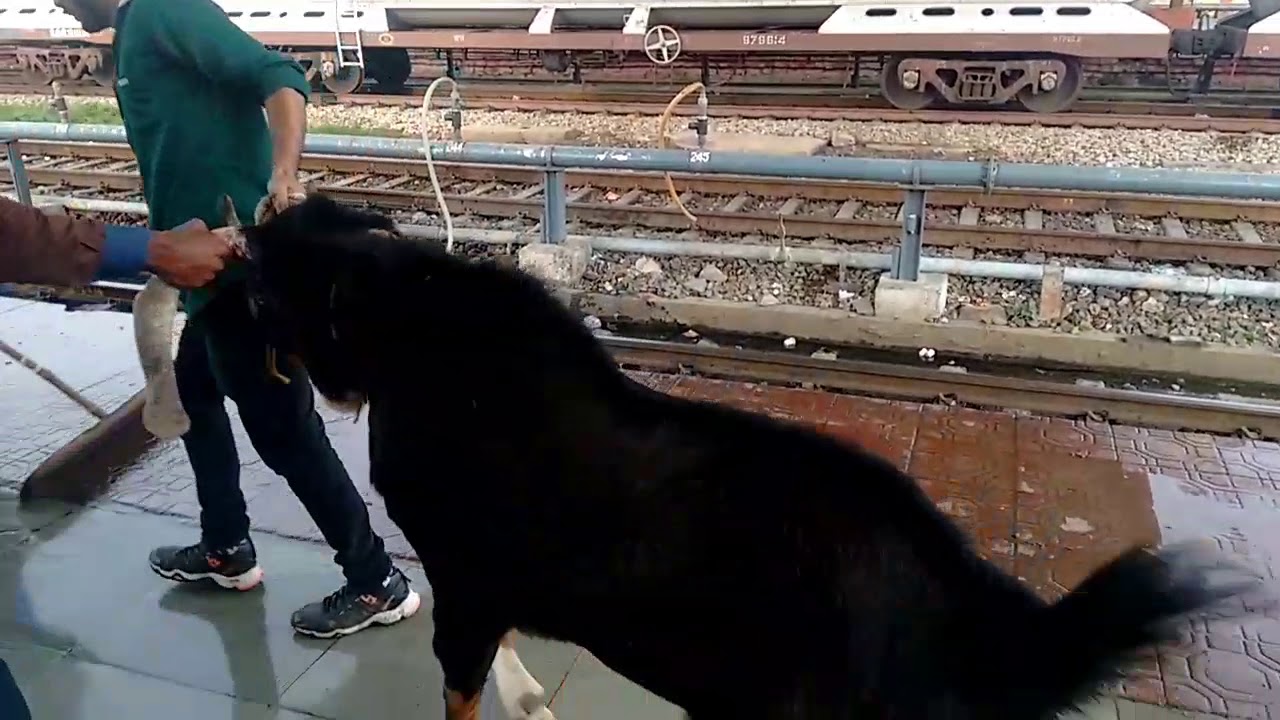 How to load Goat on Train... - YouTube