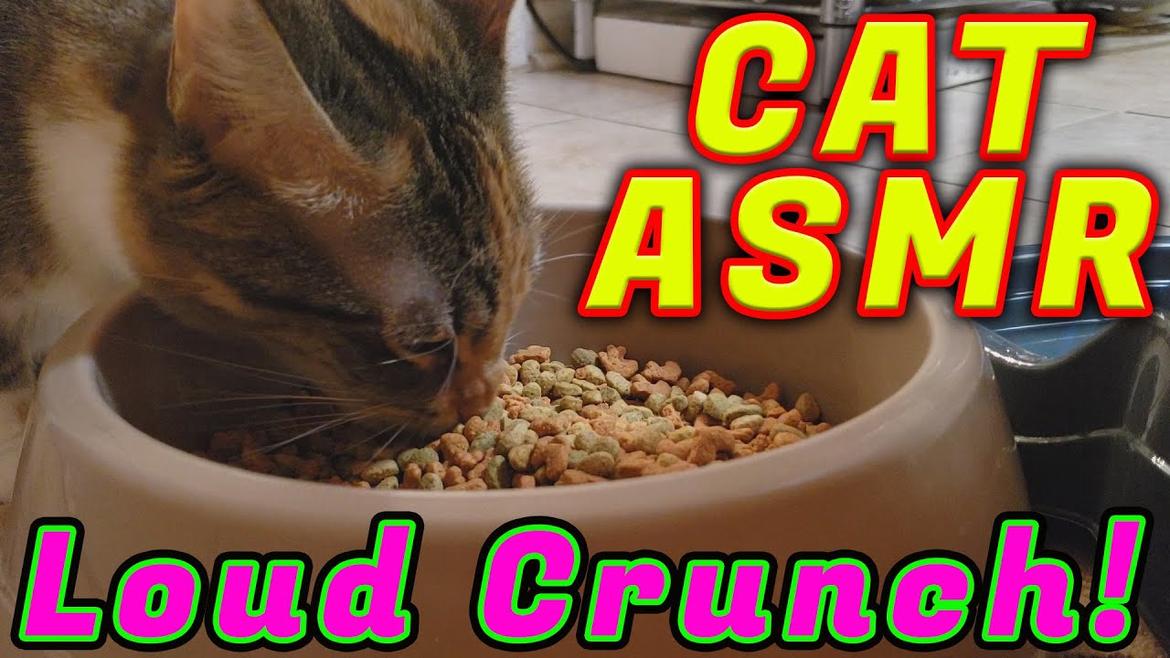 Cat ASMR || LOUD Crunch! || Dry Cat Food - YouTube