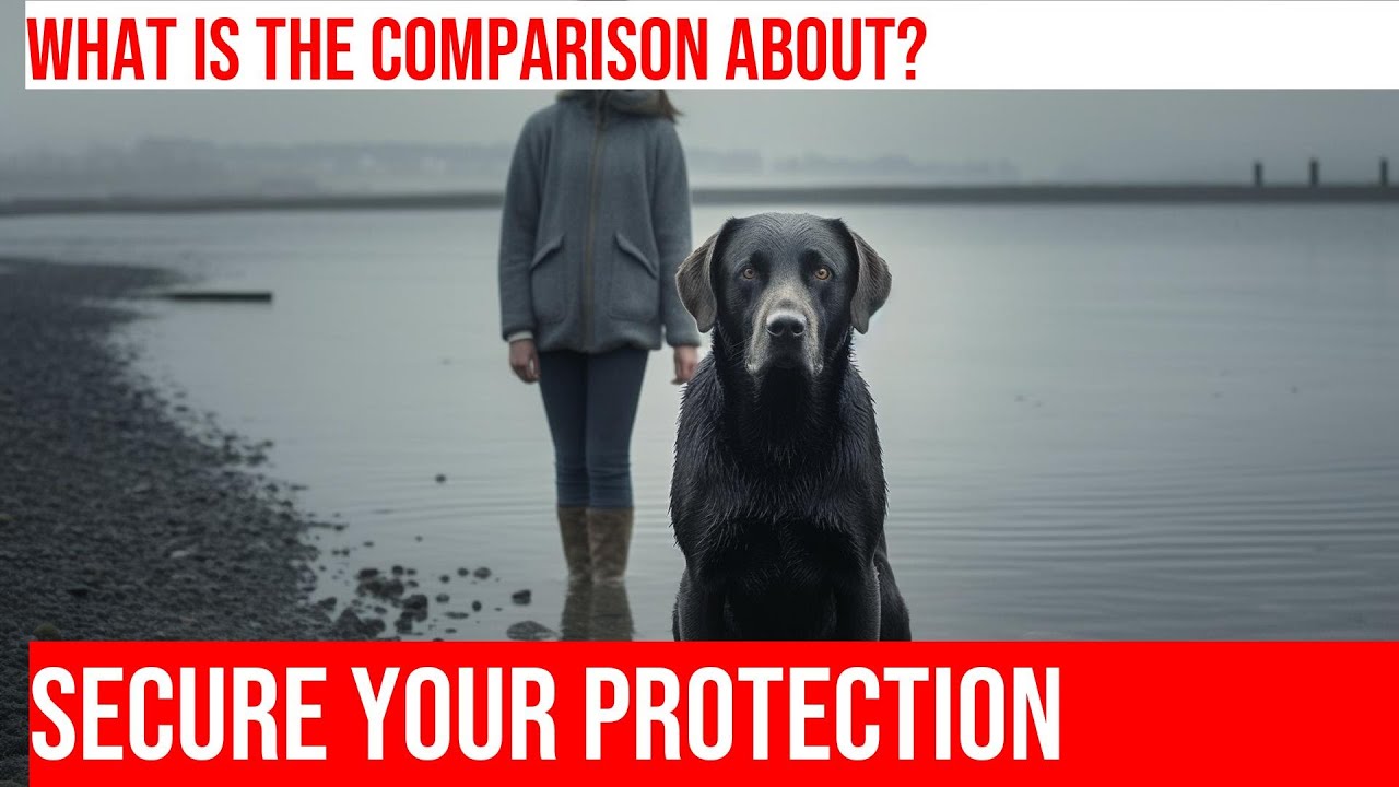 Comparing Labrador Retrievers and Doberman Pinschers: Size and Guarding ...