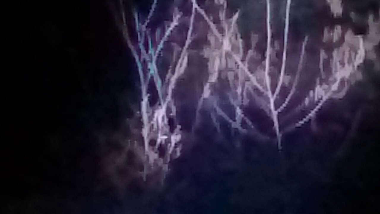 Bailong test flashlight in the woods. Animals in the forest. Deer and ...