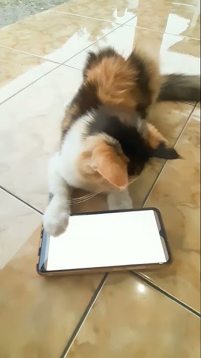 Kucing Lucu Gemuk main kecoak | Cute Cat | Little Abbi - YouTube